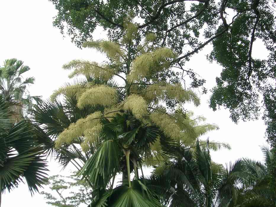 Flora Fauna Web