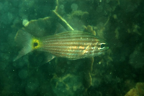 NParks | Cheilopdipterus artus