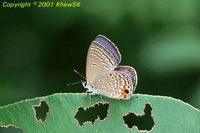 NParks | Hopea wightiana