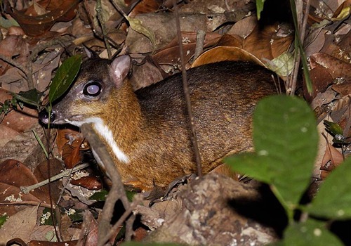 Lesser Mouse Deer