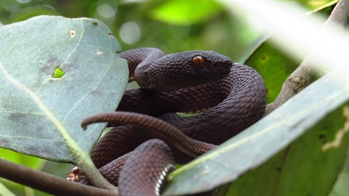 NParks | Mangrove Pit-viper