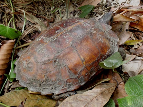 NParks | Heosemys spinosa