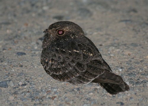 636
