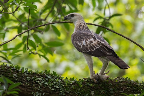NParks | Changeable Hawk Eagle