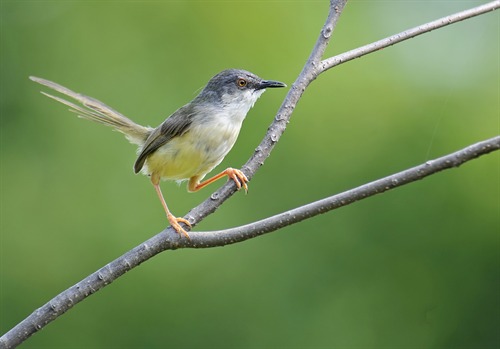 Yellow Bellied Wren Warbler