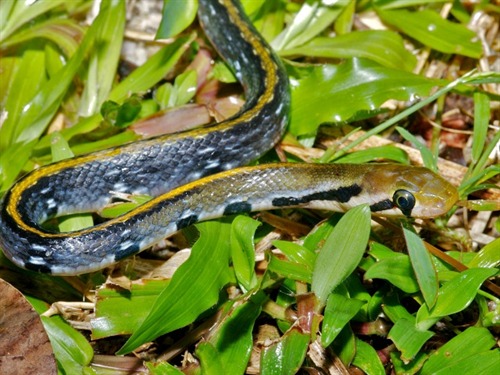 NParks | Vanda luzonica