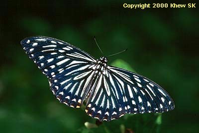 NParks | Common Mime