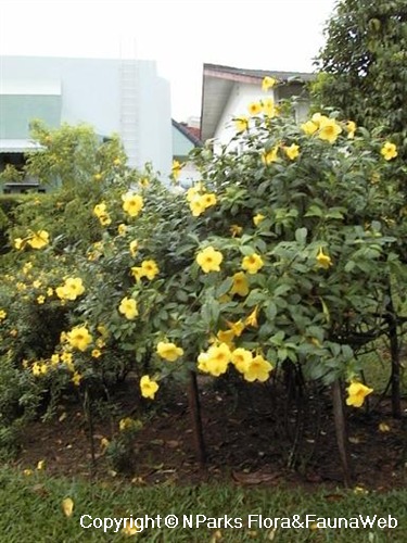 NParks | Allamanda cathartica