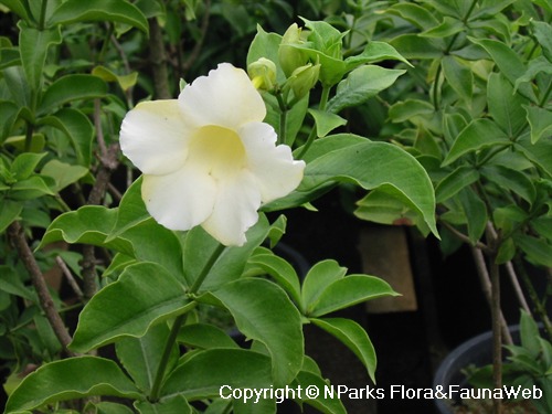 NParks | Allamanda cathartica 'Alba'