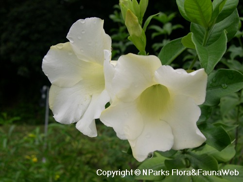 NParks | Allamanda cathartica 'Alba'