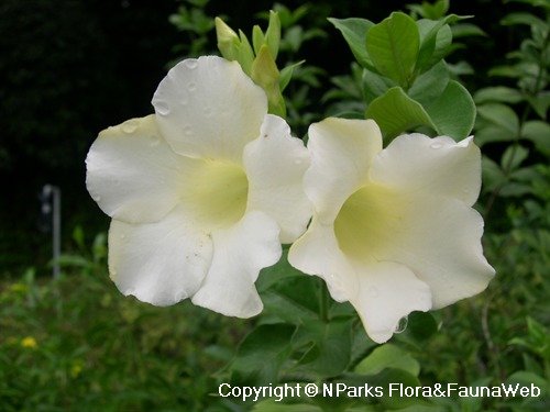 NParks | Allamanda cathartica 'Alba'