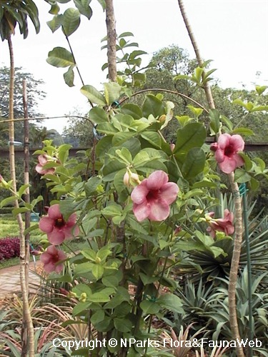NParks | Allamanda cathartica 'Cherries Jubilee'