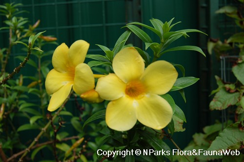 NParks | Allamanda oenotherifolia