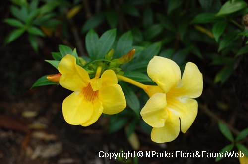 NParks | Allamanda oenotherifolia