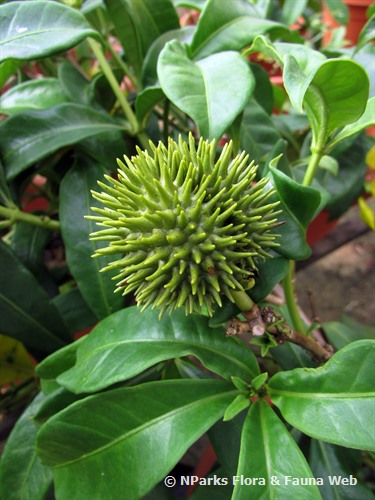 NParks | Allamanda oenotherifolia