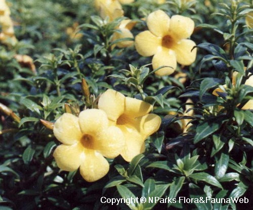 NParks | Allamanda oenotherifolia