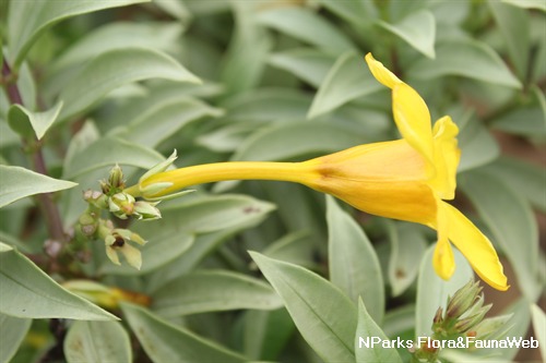 NParks | Allamanda oenotherifolia 'Silver'