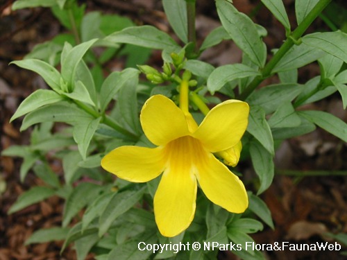 NParks | Allamanda oenotherifolia 'Silver'