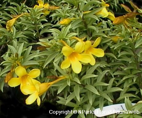 NParks | Allamanda oenotherifolia 'Silver'