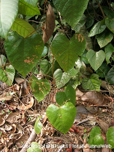 NParks | Ampelocissus ascendiflora