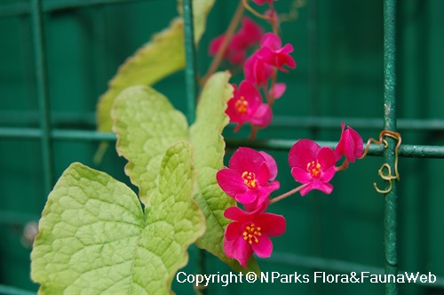 NParks | Antigonon leptopus