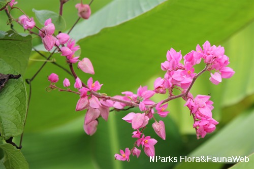 NParks | Antigonon leptopus