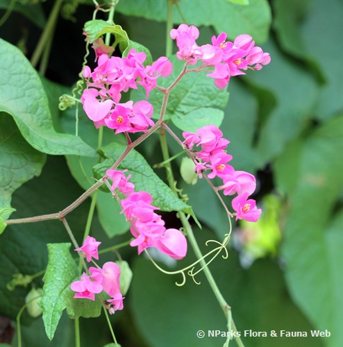 NParks | Antigonon leptopus