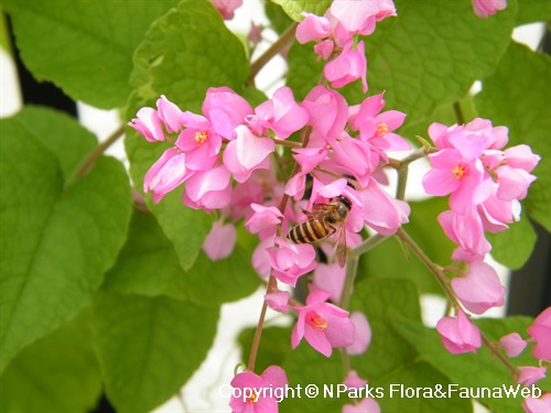 NParks | Antigonon leptopus