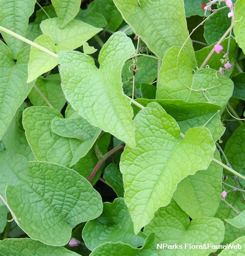 NParks | Antigonon leptopus