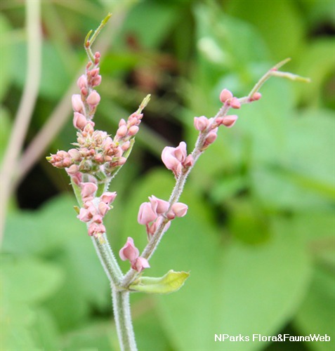 NParks | Antigonon leptopus