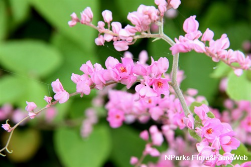 NParks | Antigonon leptopus