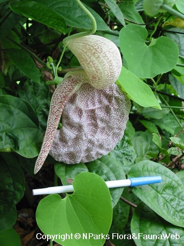 NParks | Aristolochia labiata