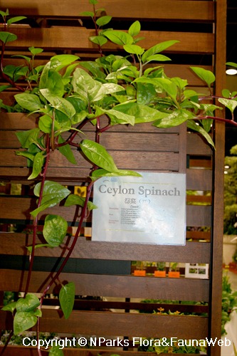 NParks | Basella alba 'Rubra'