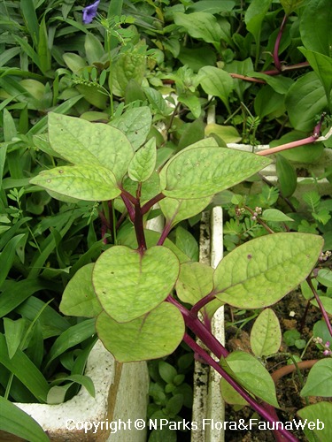 NParks | Basella alba 'Rubra'