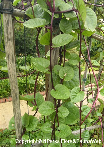 NParks | Basella alba 'Rubra'