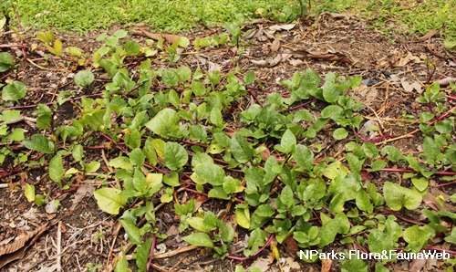 NParks | Basella alba 'Rubra'