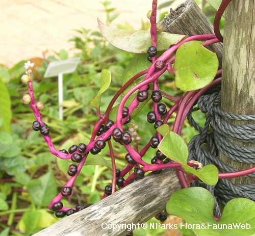 NParks | Basella alba 'Rubra'