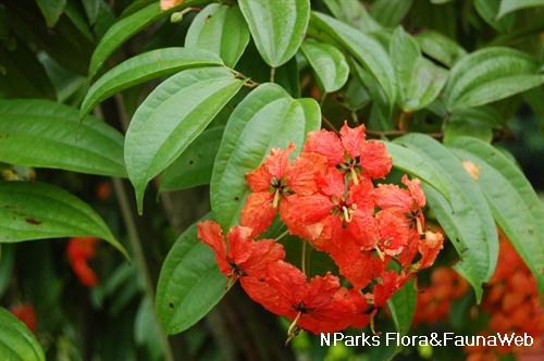 NParks | Phanera kockiana (Korth) Benthvar kockiana