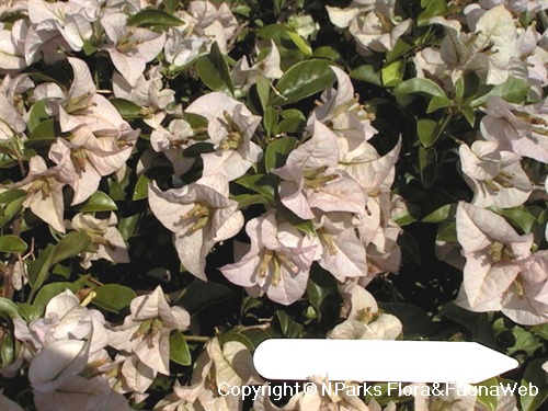NParks | Bougainvillea 'John Lattin'