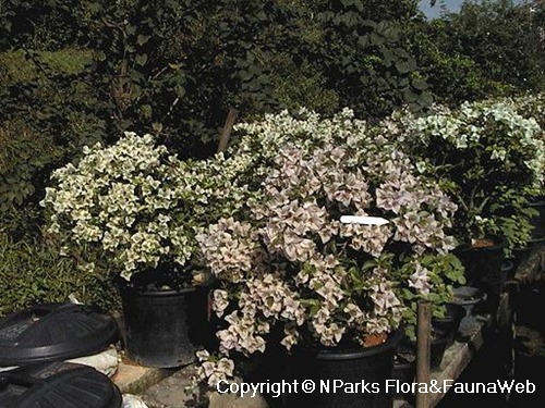 NParks | Bougainvillea 'John Lattin'