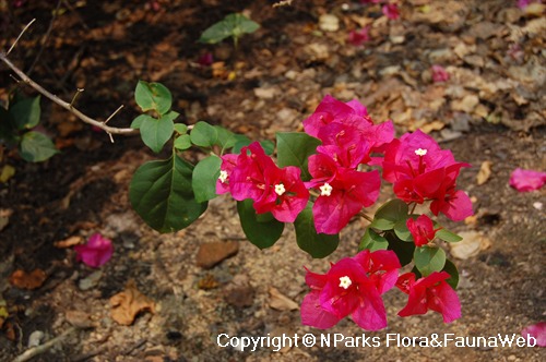 NParks | Bougainvillea 'Louis Wathen'