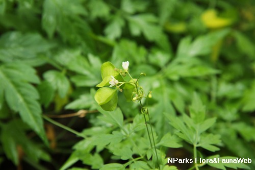 NParks | Cardiospermum halicacabum