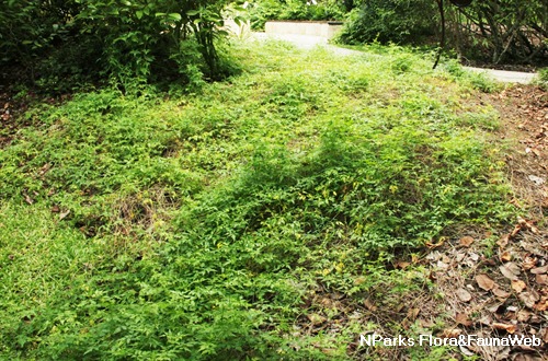 NParks | Cardiospermum halicacabum