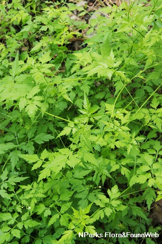 NParks | Cardiospermum halicacabum