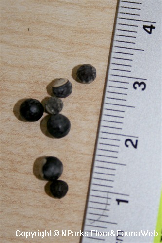 NParks | Cardiospermum halicacabum