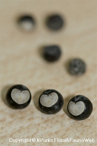 NParks | Cardiospermum halicacabum