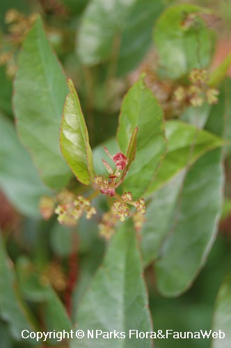 NParks | Cissus hastata