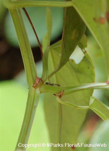 NParks | Cissus hastata