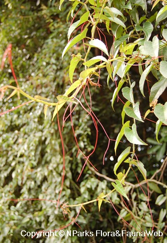 NParks | Cissus hastata