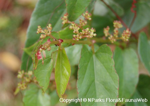 NParks | Cissus hastata